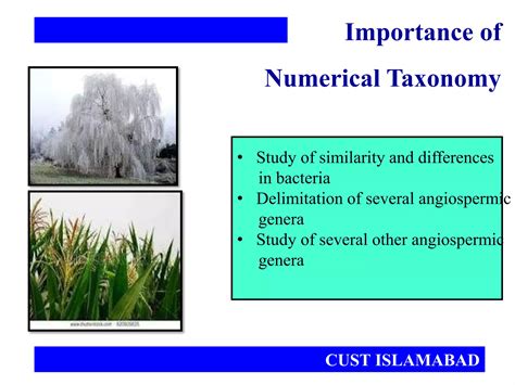 Classification Ppt