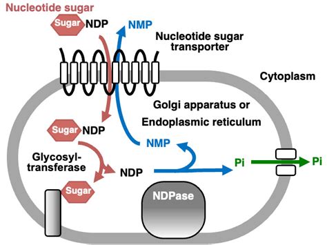 Figure 1 Schematic Diagram Of Nucleotide Sugar Transporter