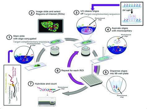 The Digital Spatial Profiling 1 Apply High Plex Oligo Labeled Download Scientific Diagram