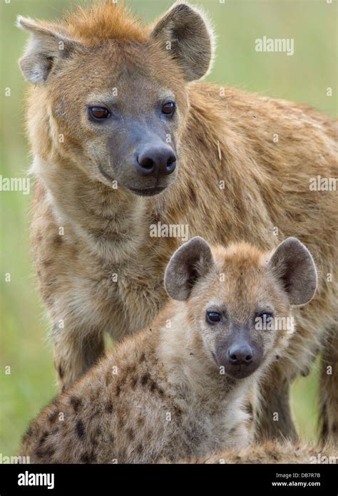 Spotted Hyena Or Laughing Hyena Crocuta Crocuta Adult With Cub Stock