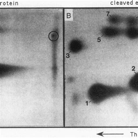 Two Dimensional Tryptic Phosphopeptide Mapping Of Autophosphorylated