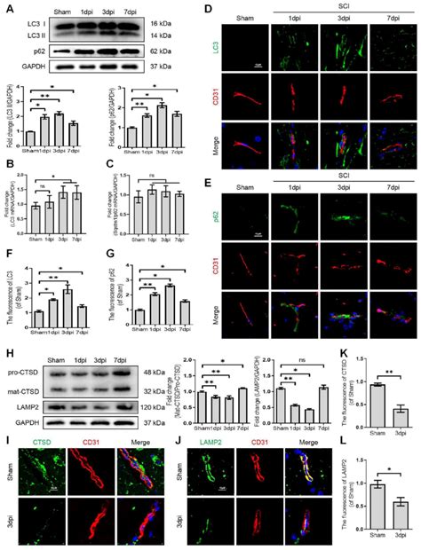 Disruption Of Autophagic Flux In Endothelial Cells After Sci A