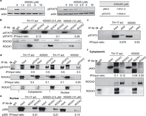 Rock2 But Not Rock1 Interacts With Phosphorylated Stat3 And Co
