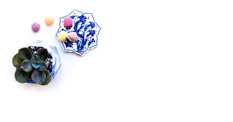 콘크리트 냄비에 즙이 많은 색깔의 하늘 냄비에 실내 식물 흰색 배경에 고립 된 에크베리아 아름다운 꽃 콘크리트 다각형 제품 테이블 위에 있는 사탕과 차 스탠드 0명에 대한