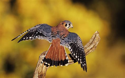 Kestrel Wallpapers Wallpaper Cave