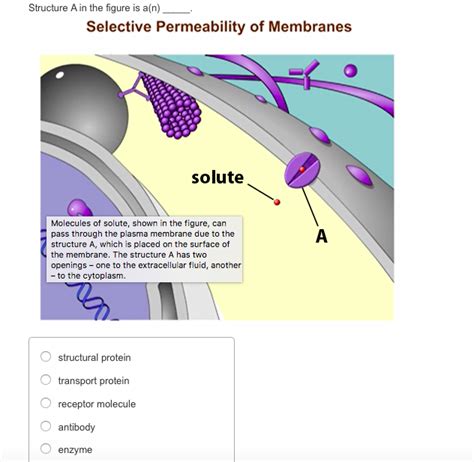 Solved Structure A In The Figure Is An Selective
