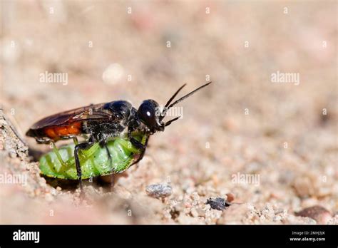 Predatory Digger Wasp Astata Boops With It S Prey A Shield Bug Wild