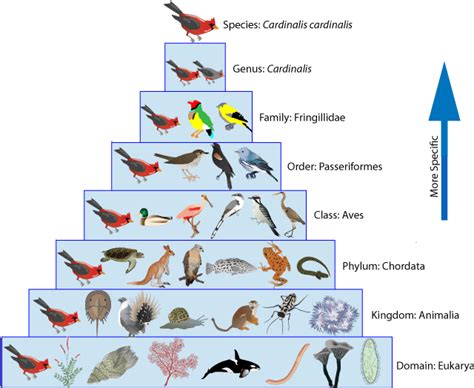 Species Classification Visual Dictionary Artofit