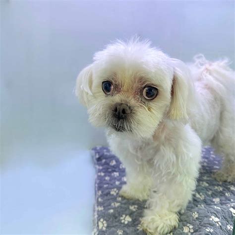 말티즈장미 강아지책임분양 강아지분양 고양이분양 컴투펫 시츄 셔틀랜드쉽독 말티푸 미니핀 치와와 요크셔테리어 포메라니안 말티즈 분양