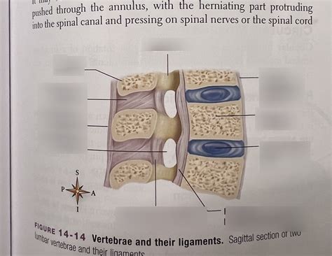 Anatomy Ch 14 Packet Diagram Gr11 Mr Wise Diagram Quizlet