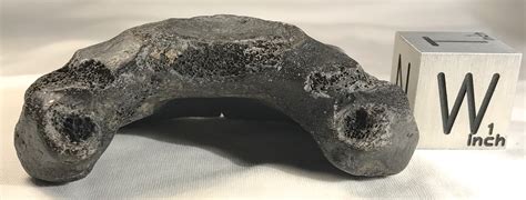 Need More Help With ID Fossil ID The Fossil Forum