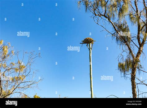 Artificial Osprey Nesting Platform At Mooloolaba Sunshine Coast