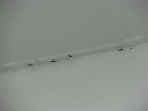 Murray And Candaces Adventures Acid Bugs