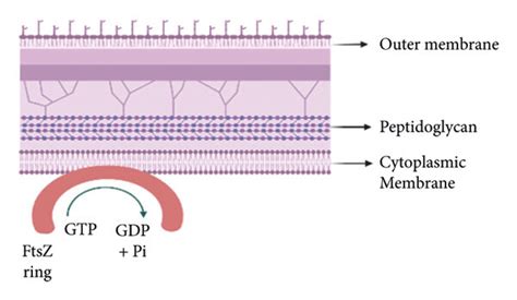 Divisome With Ftsz Protein [10] Download Scientific Diagram