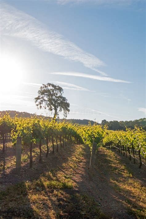 California Valley Oak Tree In Vineyard At Sunrise In Paso Robles