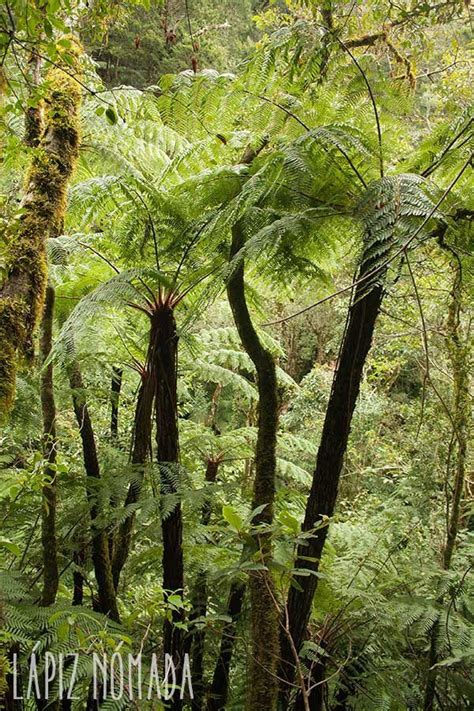 La Yunga l El Parque Nacional Amboró de Samaipata Bolivia salvaje