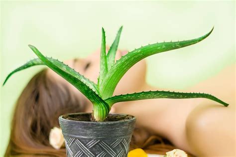 Aloe Vera Hair Masks For Growth Dandruff And Texture The Urban Life
