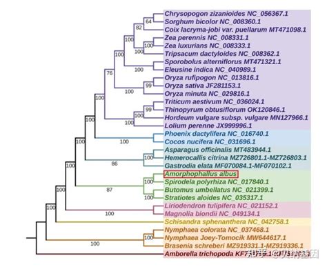项目文章 白魔芋的完整线粒体基因组和基于线粒体dna分子标记的开发以鉴定5个魔芋属物种 知乎