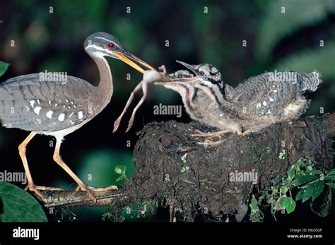 Sunbittern Eurypyga Helias Erwachsenen Verfütterung Frosch an Küken