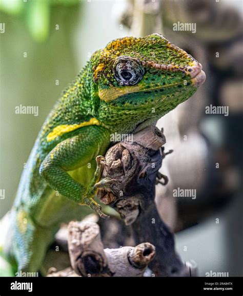 The Knight Anole Anolis Equestris Is The Largest Species Of Anole