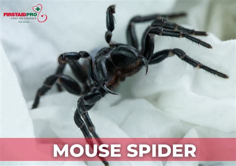 The Mouse Spider Venomous But Often Misunderstood