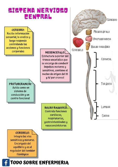 Sistema Nervioso Central