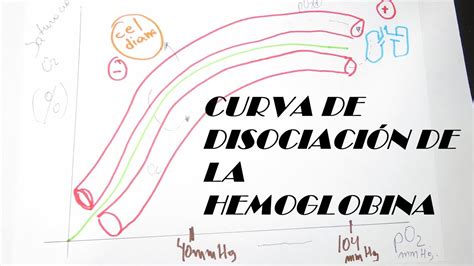 Curva De La Hemoglobina Cómo Funciona La Curva De Disociación Del