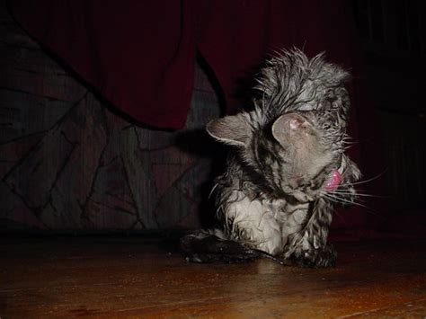 Wet Pussy Licking After A Much Needed Bath Yome Flickr