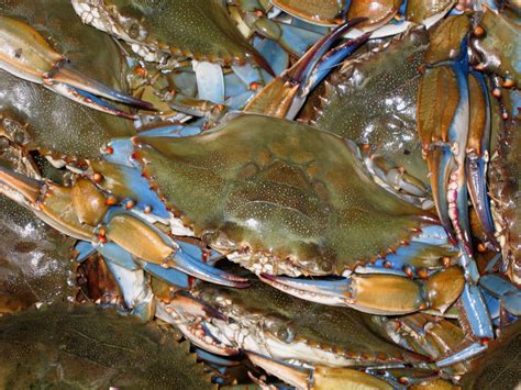 Difference Between Soft Shell And Hard Shell Crabs Costas 41 Off