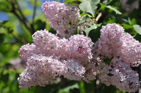 ライラックが見頃です JUDEの庭と薔薇のカヲリ
