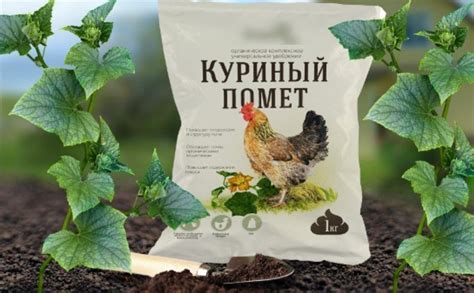 Подкормка огурцов куриным пометом: сроки и особенности внесения