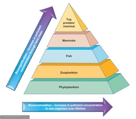 Bioaccumulation And Biomagnification Insights Ias Simplifying Upsc