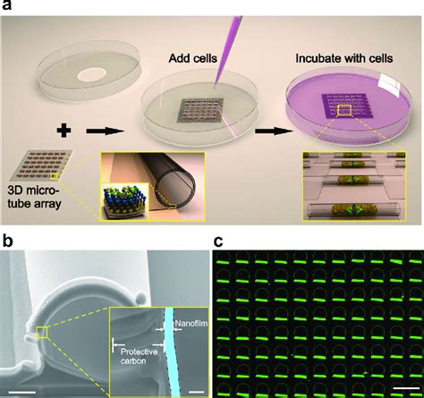 A Versatile 3d Cell Assay Platform To Image Mammalian Cell Behavior In