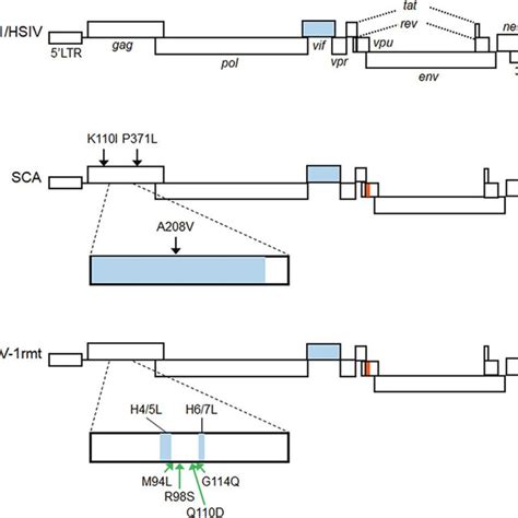 Schematic Representation Of Hiv 1rmt Genomes For Comparison The Download Scientific Diagram