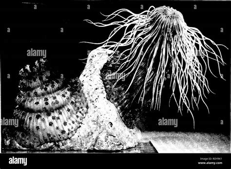 Coelenterata Fossil