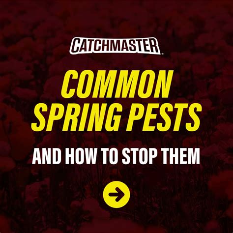 Catchmaster Springpests Pestprevention Pestfreehome Catchmaster