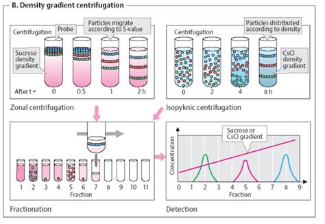 Differential And Density Gradient Centrifugation