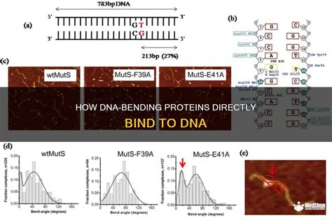 How Dna Bending Proteins Directly Bind To Dna Medshun