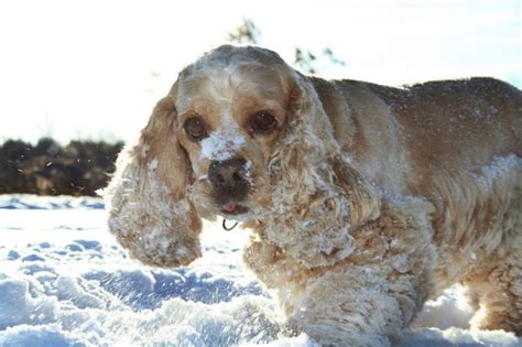 Los perros más raros del mundo Mascotas