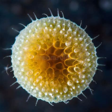 Virtual Generic Microorganism Stock Illustration Illustration Of Detail Cell 310892577