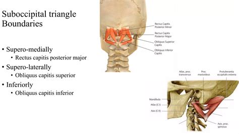 Suboccipital Triangle Pdf