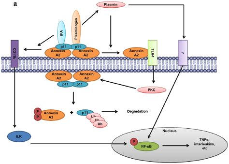 IJMS Free Full Text Annexin A2 Heterotetramer Structure And Function