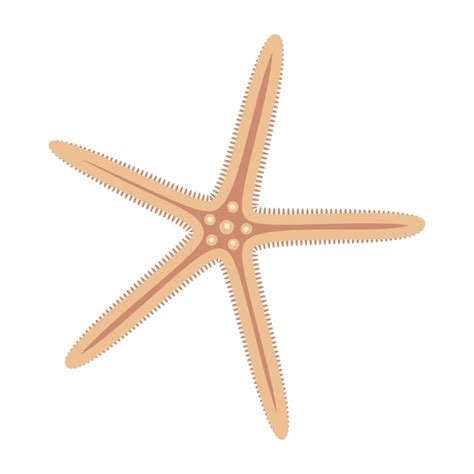 Premium Vector Dried Starfish Starfish Flat Icon Sea Animal Cartoon