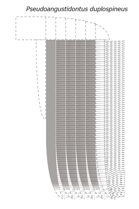 File 20230828 Radiodonta Frontal Appendage Pseudoangustidontus