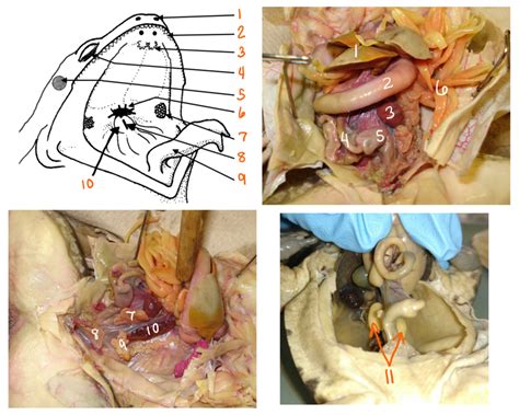 Bio 102 Lab 11 Frog Dissection Diagram Quizlet