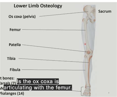 Gluteal Region And Hip Joint Flashcards Quizlet