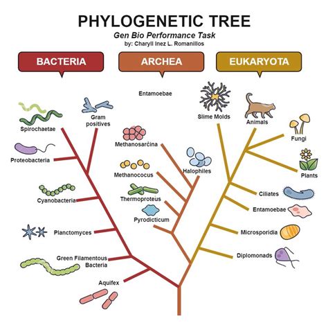Phylogeny Evolutionary Phylogenetic Tree