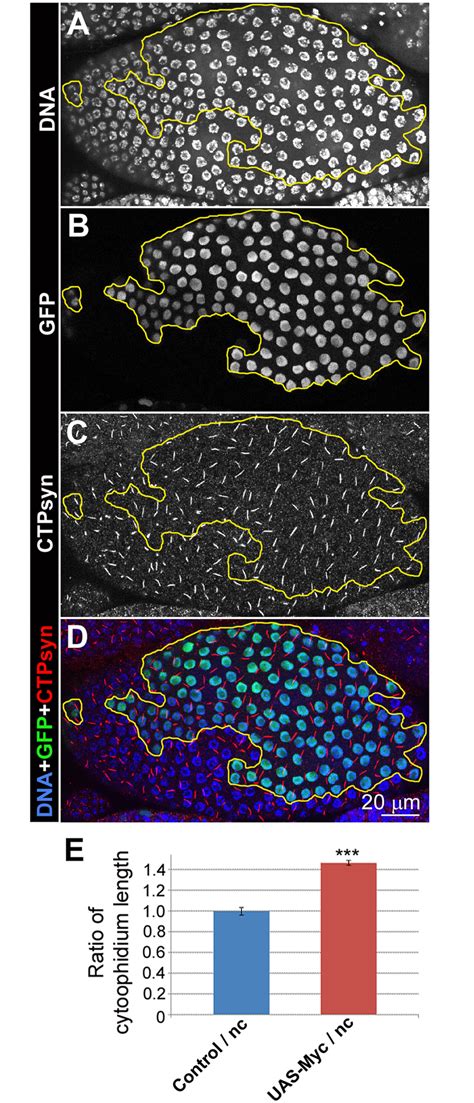Myc Overexpression Promotes Cytoophidium Formation In Follicle Download Scientific Diagram