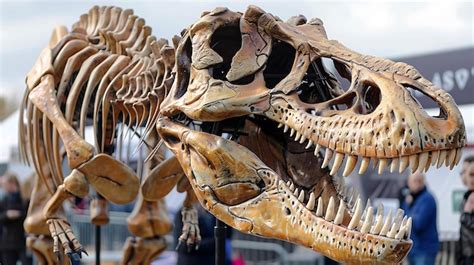 Dinosaur Fossil Tyrannosaurus Rex Found By Archaeologists Premium Ai