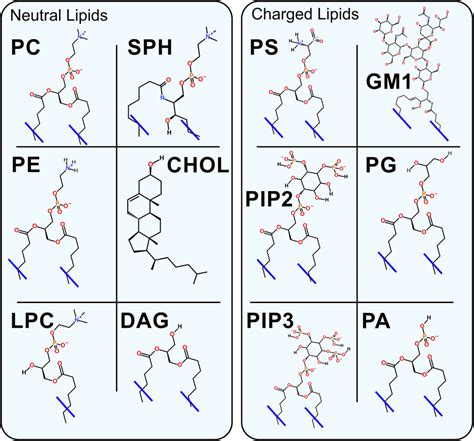 Chemical Structures Of The Most Common Lipids Pc Phosphatidylcholine